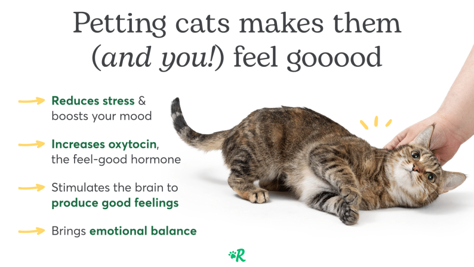 How Should You Pet a Cat? Experts Answer