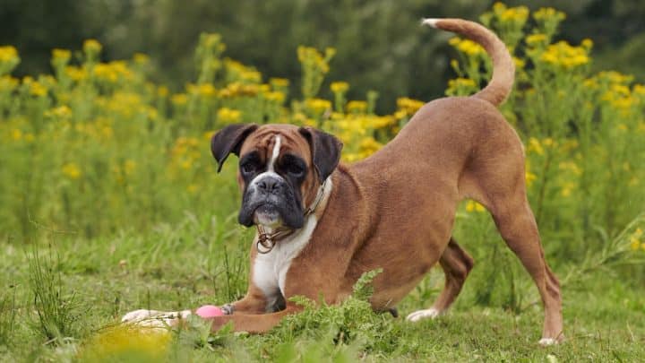 The 9 Best Dog Foods for Boxers