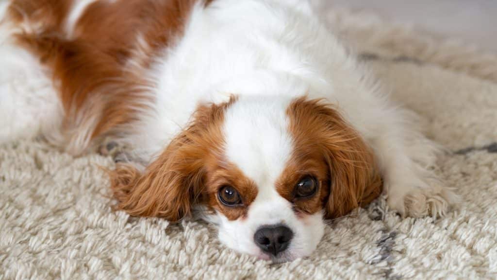 The Best Friendly Dog Breeds for First-Time Owners
