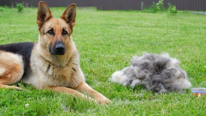 The 7 Best German Shepherd Brushes