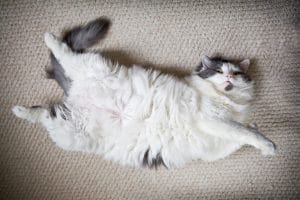 Average Cat Weight: How Heavy Should Your Cat Be?