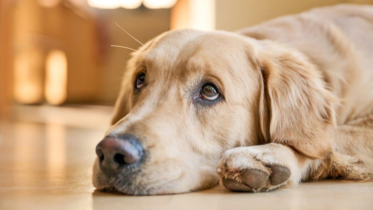 Why Do Dogs Sigh? 6 Reasons & Meanings