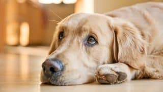Why Do Dogs Sigh? 6 Reasons & Meanings