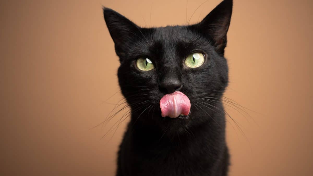Adopter un chat : quelle race choisir