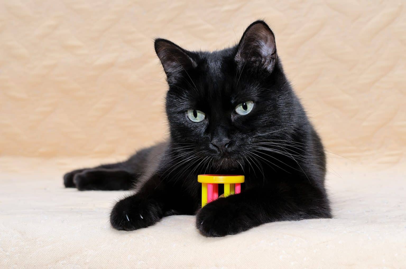 Razas De Gatos Negros 11 Razas Con Un Precioso Pelaje Oscuro