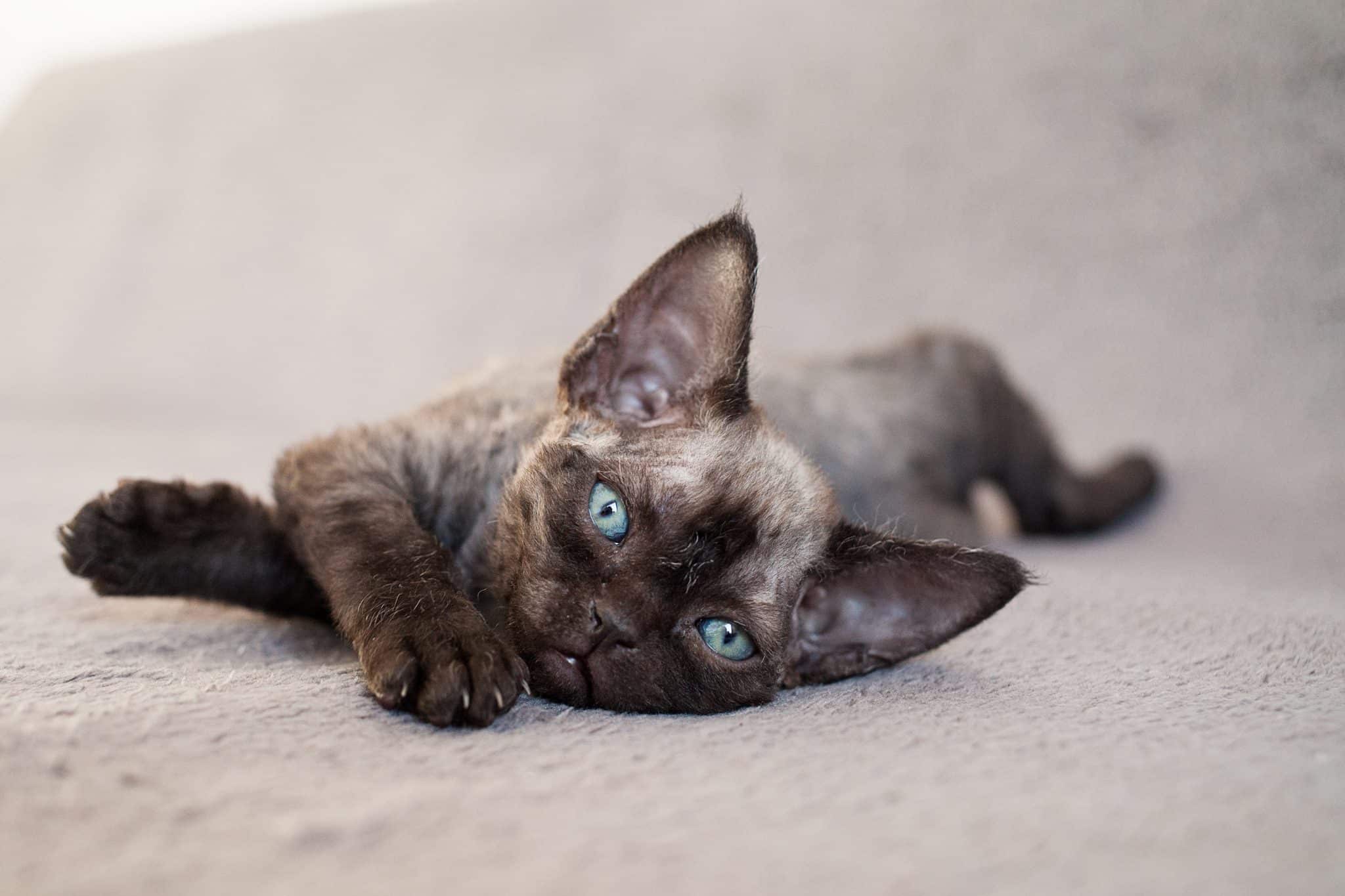 Black Cat Breeds: 11 Breeds With Gorgeous Dark Coats