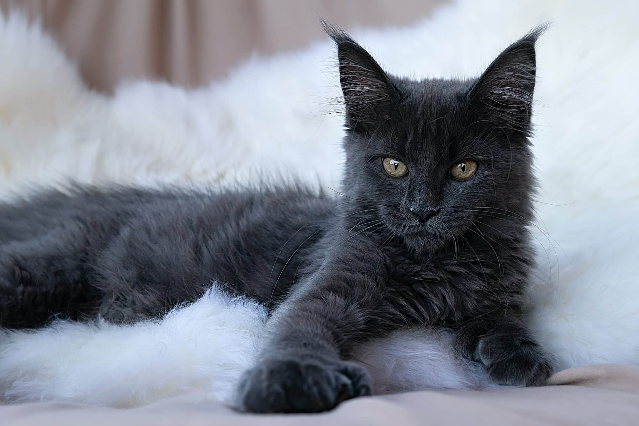 Black Cat Breeds: 11 Breeds With Gorgeous Dark Coats