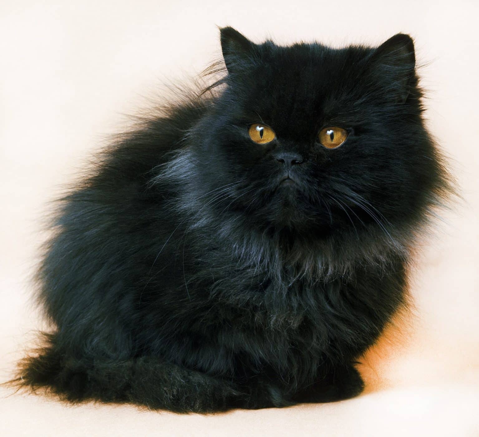 Black Cat Breeds: 11 Breeds With Gorgeous Dark Coats