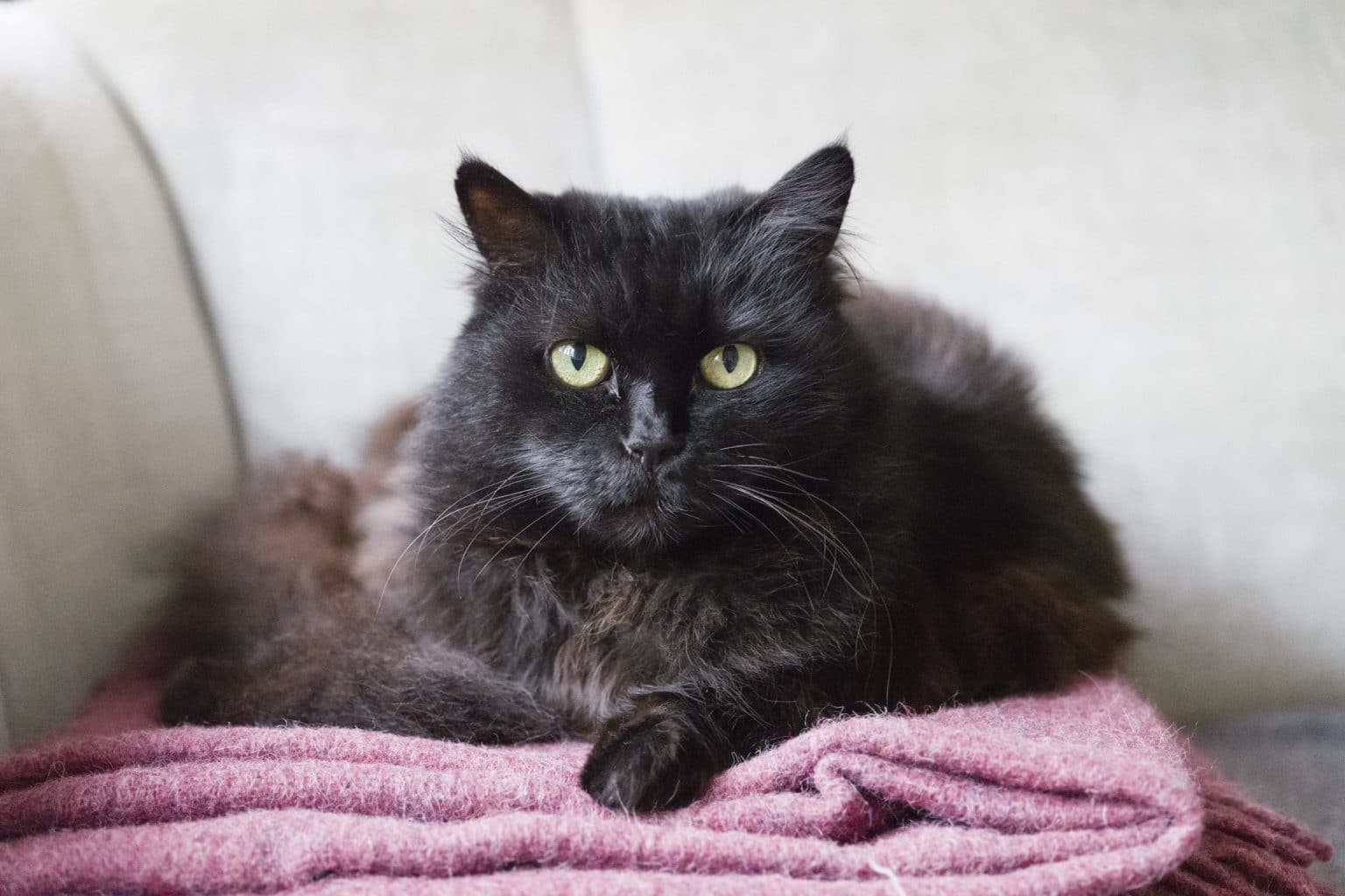 Black Cat Breeds: 11 Breeds With Gorgeous Dark Coats