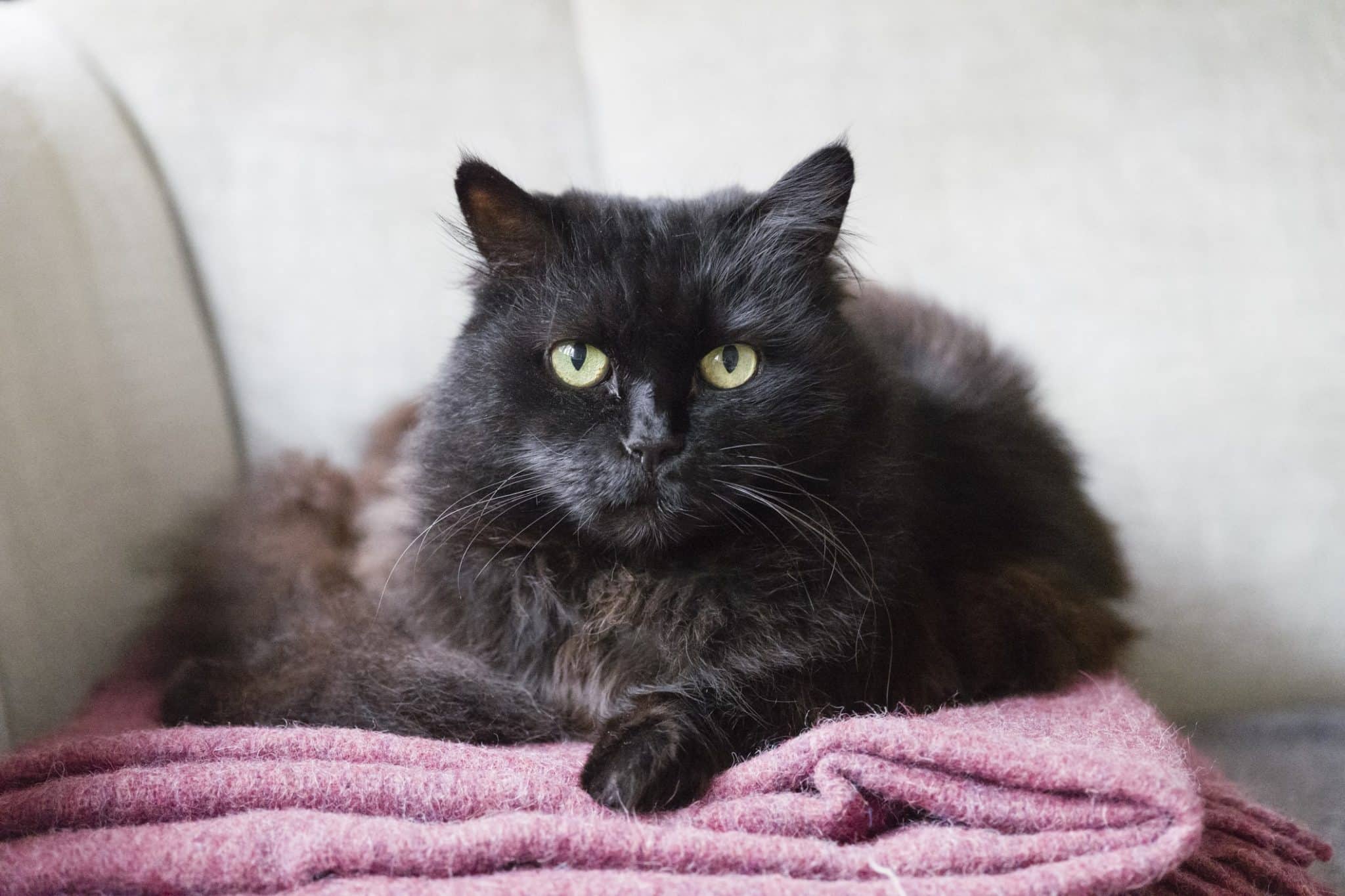 Razas de gatos negros: 11 razas con un precioso pelaje oscuro