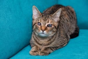 Cat Eye Problems: 13 Most Common Feline Eye Issues & Treatments