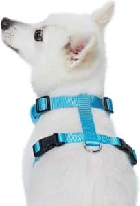 How To Pick a Dog Harness, According to the Experts