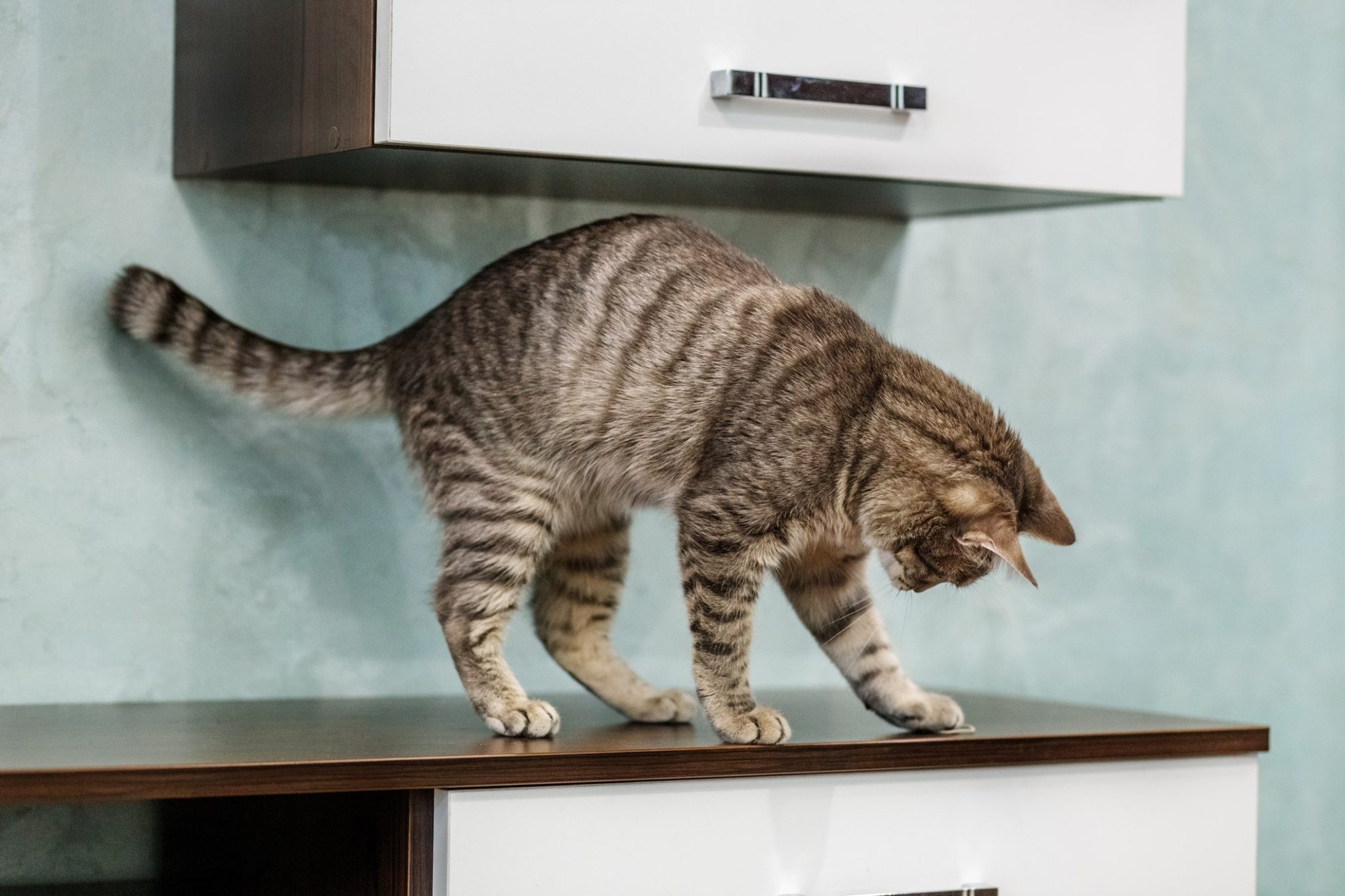 5 Reasons Why Cats Knock Things Over & How You Can Stop Them