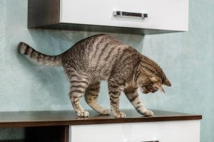 5 Reasons Why Cats Knock Things Over & How You Can Stop Them