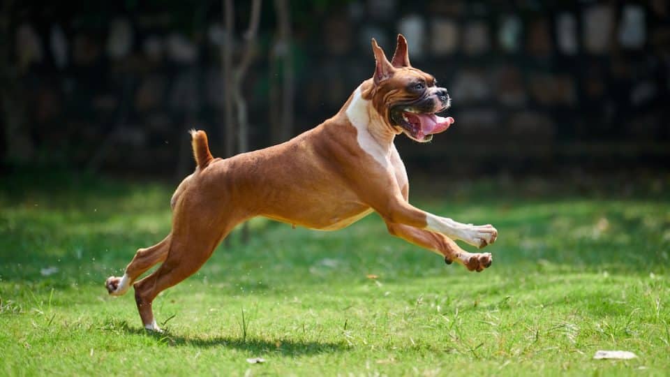 Boxer Dog: Breed Guide