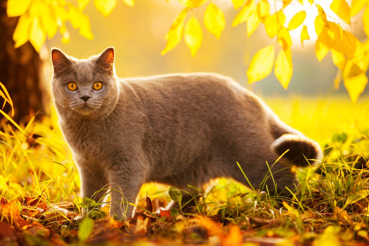 10 British Cat Breeds