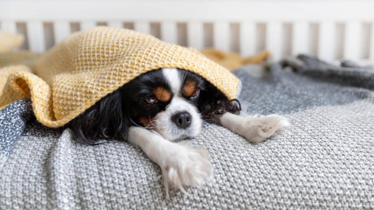 10 Calmest Dog Breeds