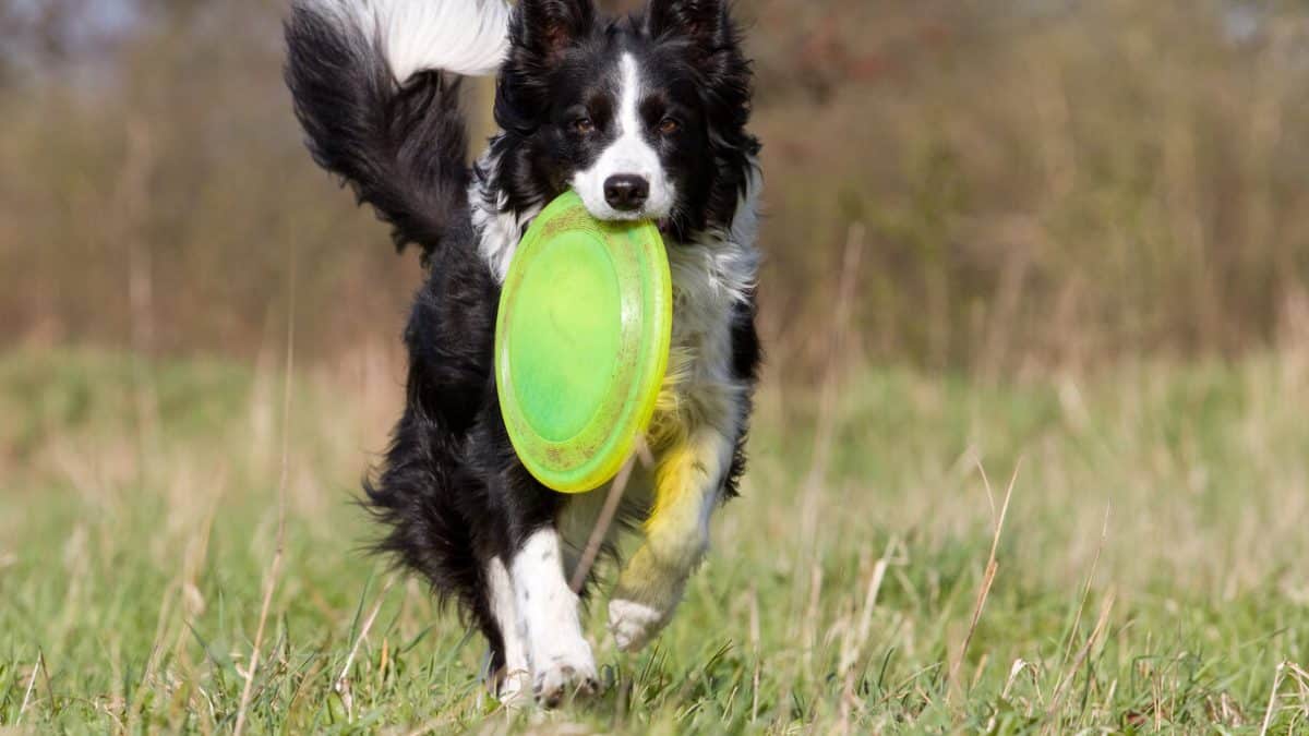 How To Calm A Hyper Dog Down: Tips, Prevention, & Causes