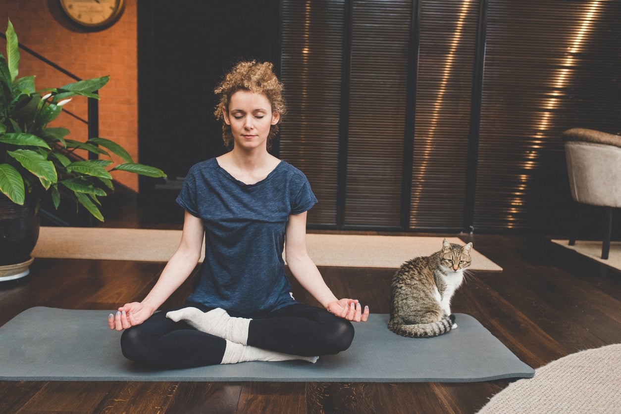Is Your Cat Overstimulated? How to Calm & Avoid an Upset Kitty