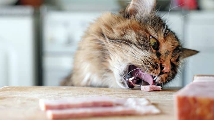 Can Cats Eat Ham? Types, Risks & More