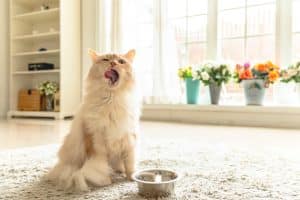 Can Cats Eat Liver? Here's What You Need to Know