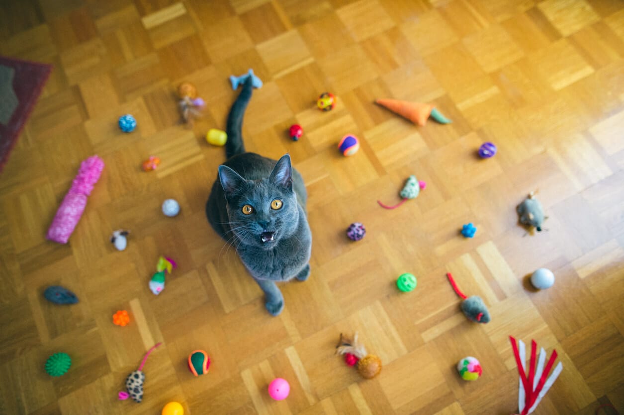 What Colors Can Cats See? Feline Vision Explained