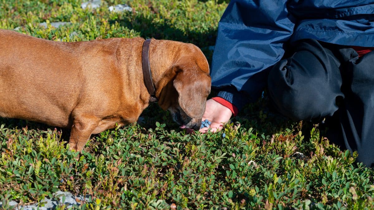 Can Dogs Eat Blueberries? Benefits, Serving Size, Recipes