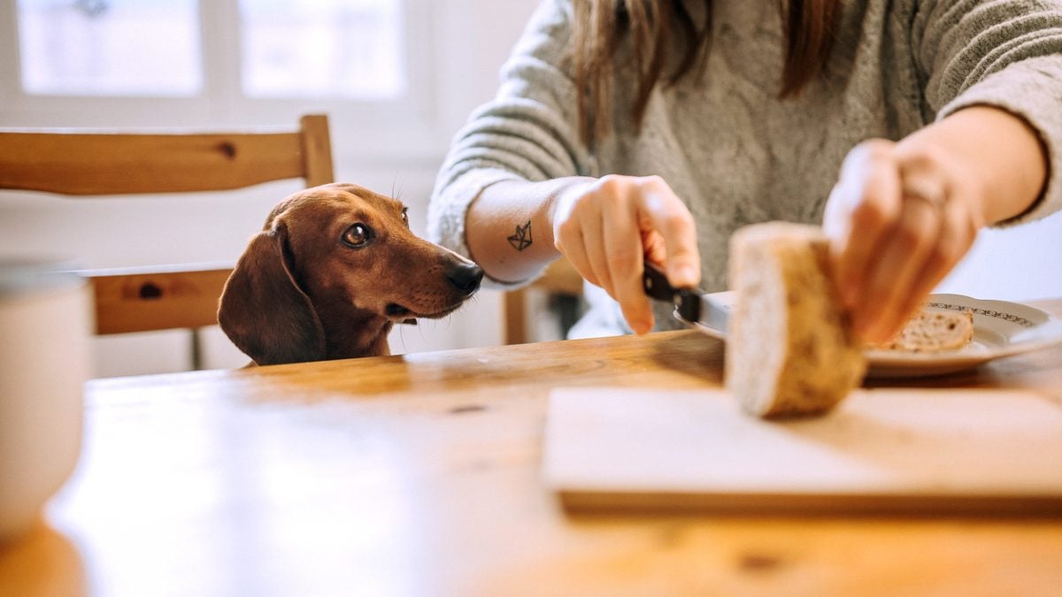Can Dogs Eat Bread? The Good & Bad