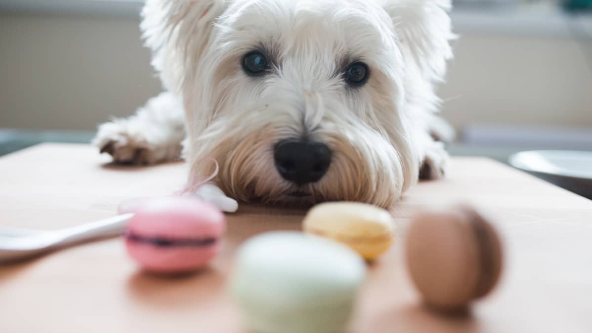 What To Do If Your Dog Ate Candy