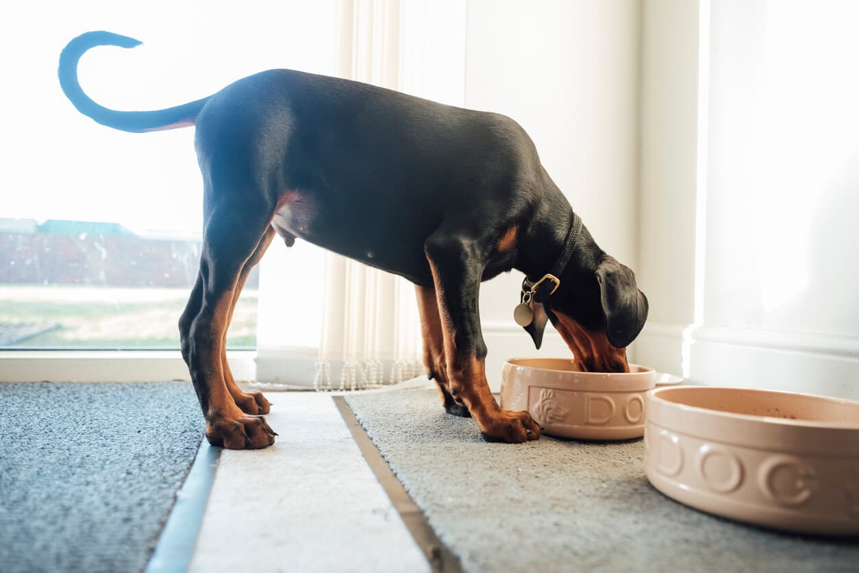 Can Dogs Eat Chickpeas? Benefits & Risks