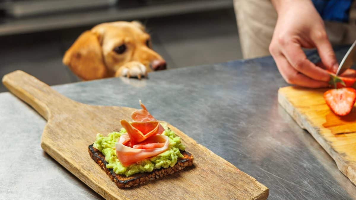 What Happens If My Dog Has Too Much Ham? | Food Sharing Safety Facts ...