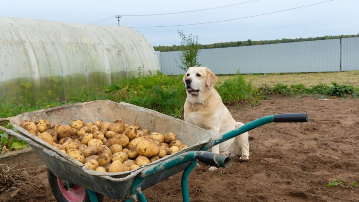 Can My Dog Eat Potatoes?