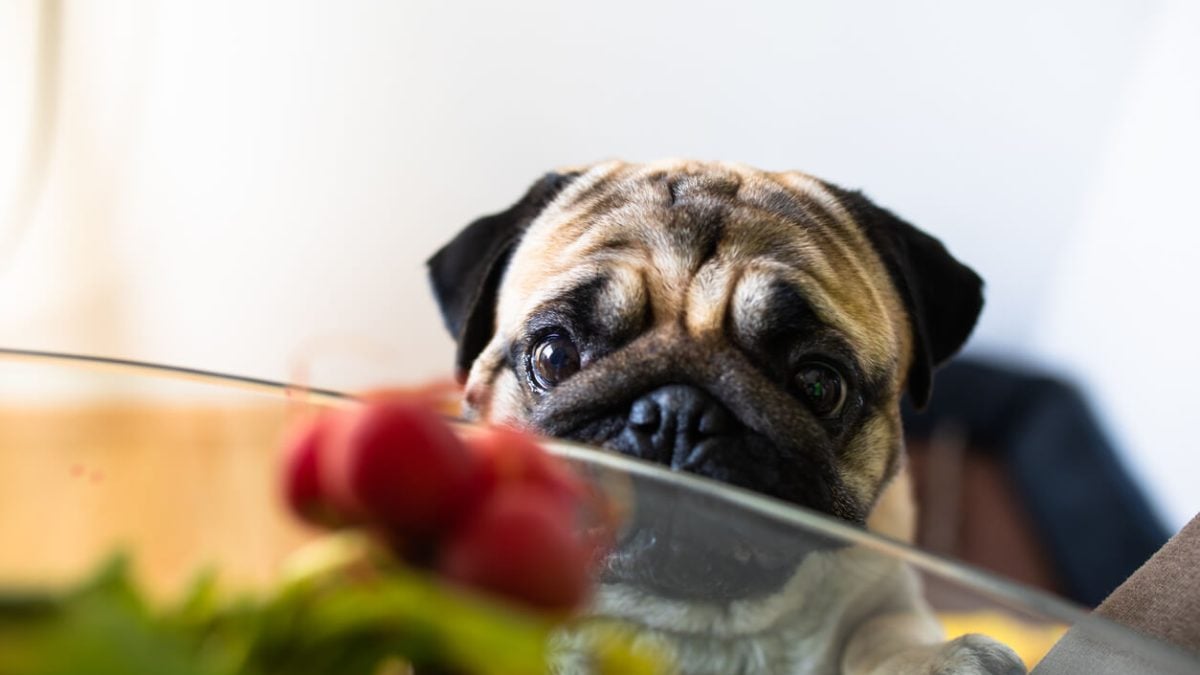 Can Dogs Eat Radishes?