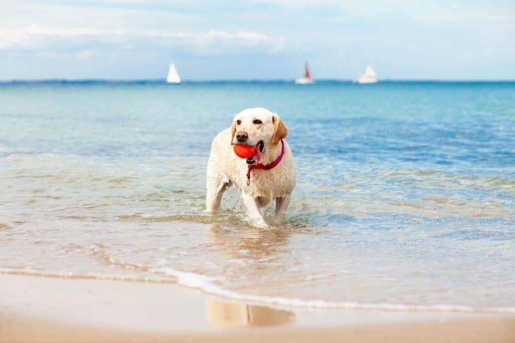 How Much Salt Is Toxic to Dogs? | The Dog People by Rover.com