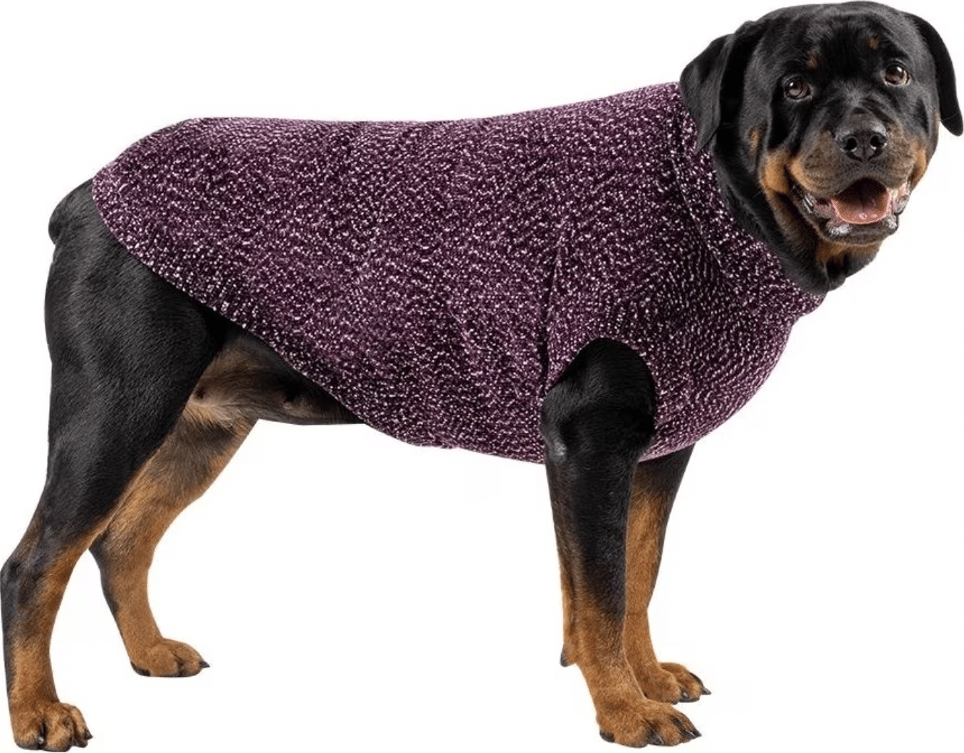 The Best Clothing Brands for Large Dogs and Giant Breeds