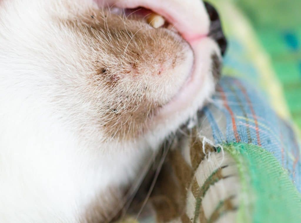 Cat Acne Treatment Cat Acne Treatment