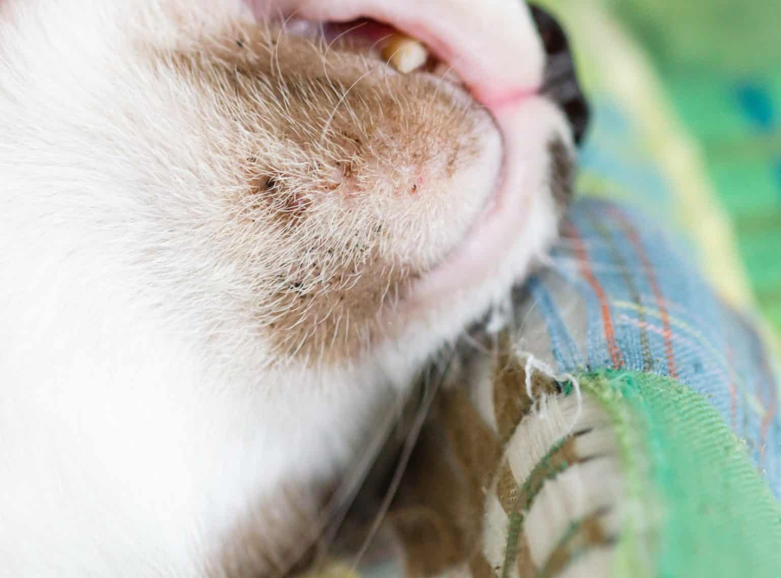 Cat Acne: What Are The Causes & Best Treatments