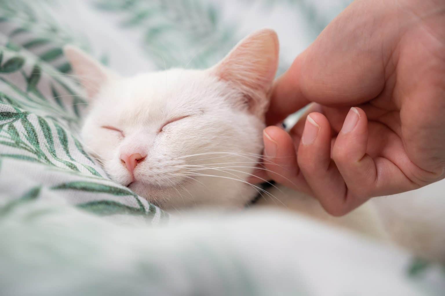 Infections de l'oreille chez les chats : quels sont les symptômes et ...