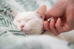 Cat Ear Infection: What Are The Symptoms & How To Treat It