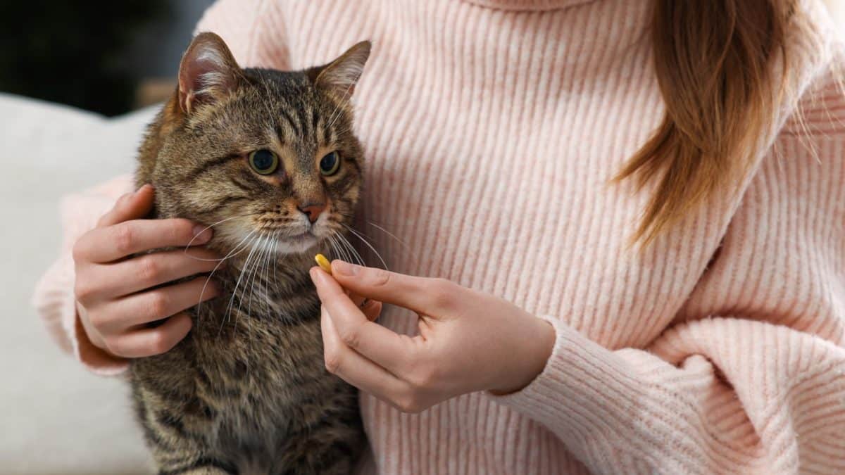 Cat Anxiety Medication: Types, Benefits and Alternatives