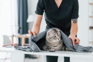 Cat Anxiety Medication: Types, Benefits and Alternatives