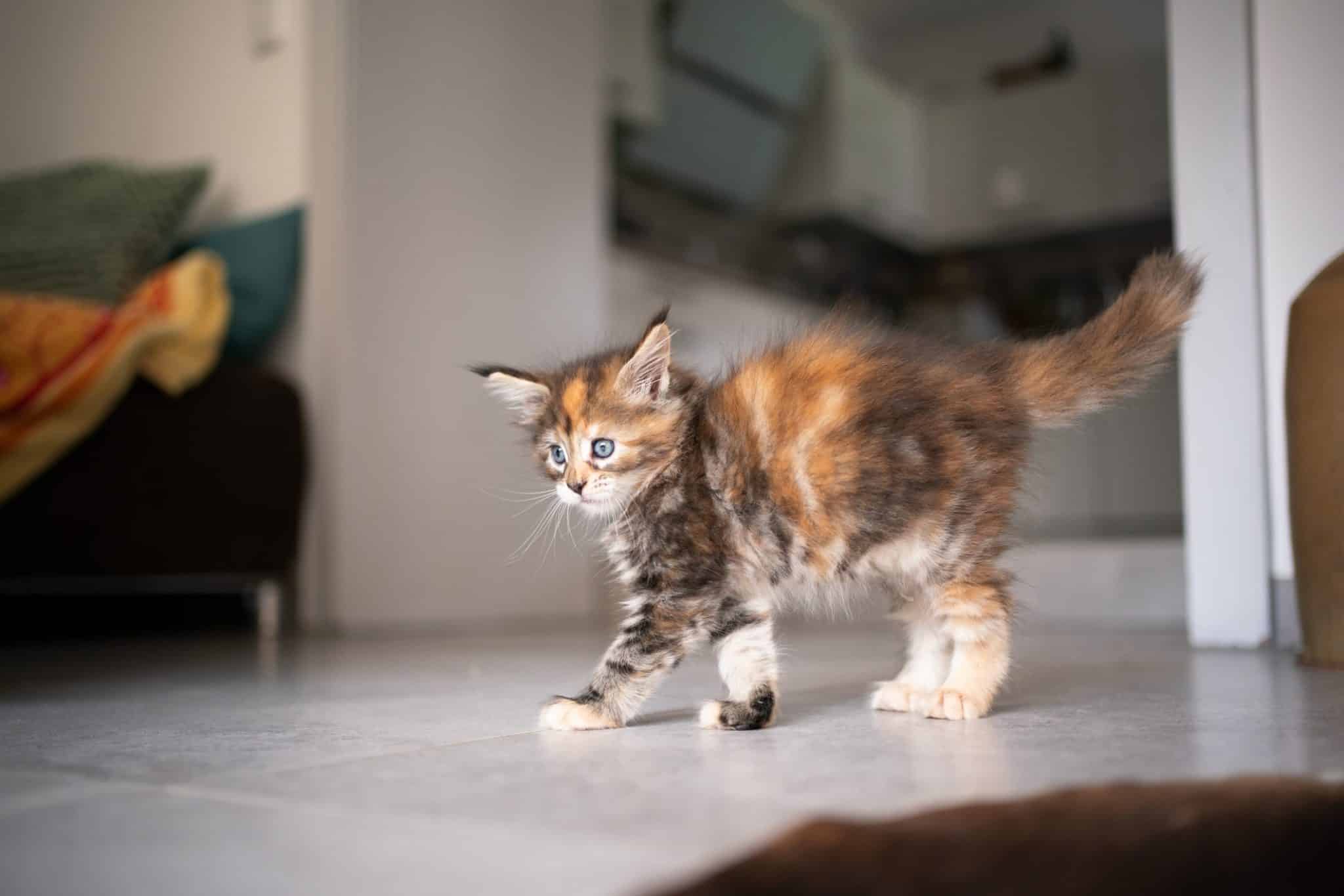 8 Reasons Why Your Cat Arches Their Back