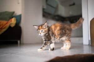 8 Reasons Why Your Cat Arches Their Back