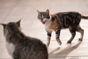 Why Does My Cat Attack Me?