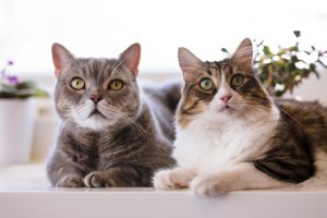 8 Cat Attention-Seeking Behaviours And When To Consult A Vet