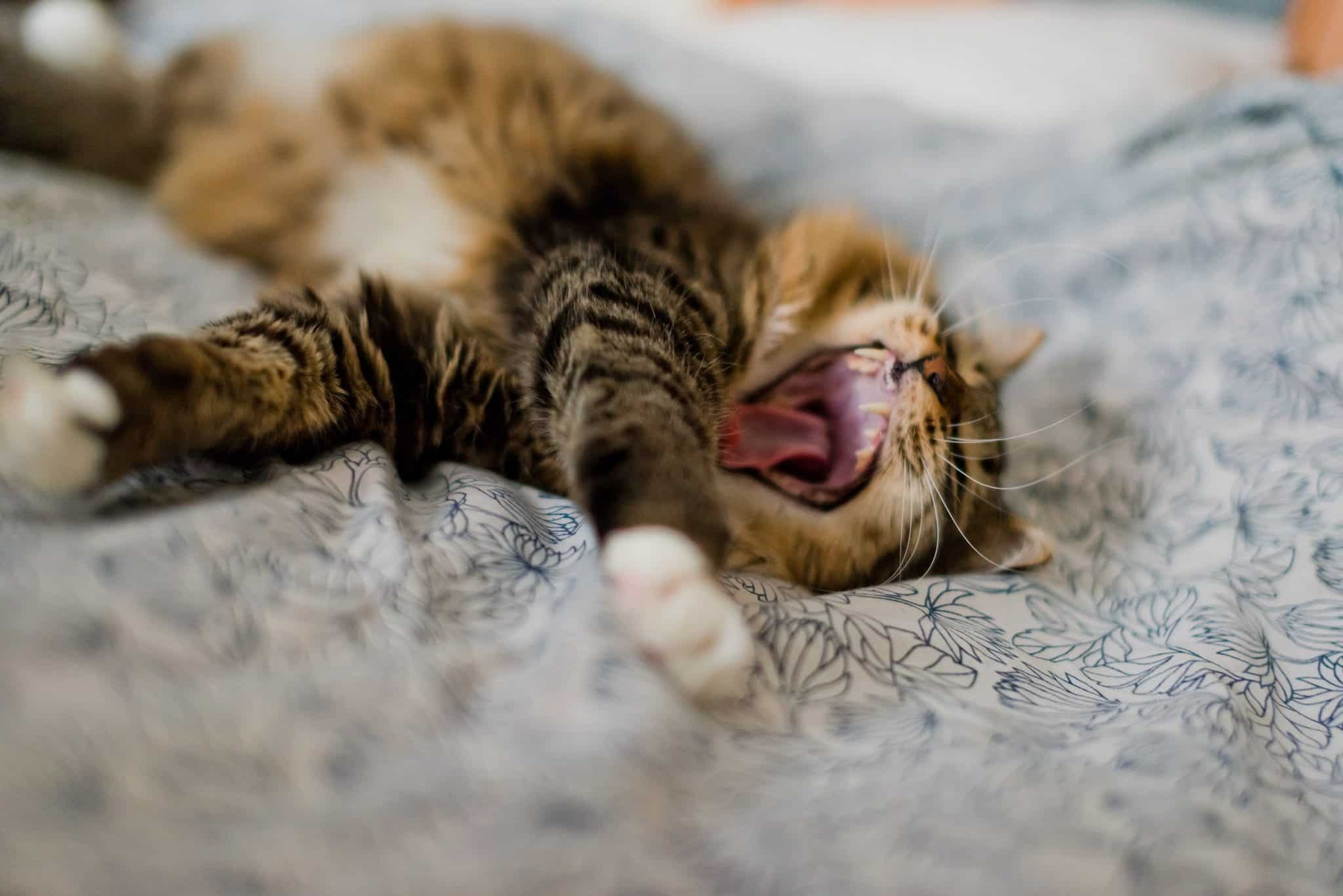 All You Need To Know About Neutering Or Spaying Your Cat