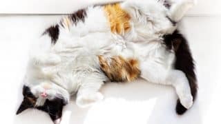 Yes, Cats Have Belly Buttons! Here is How to Find Them