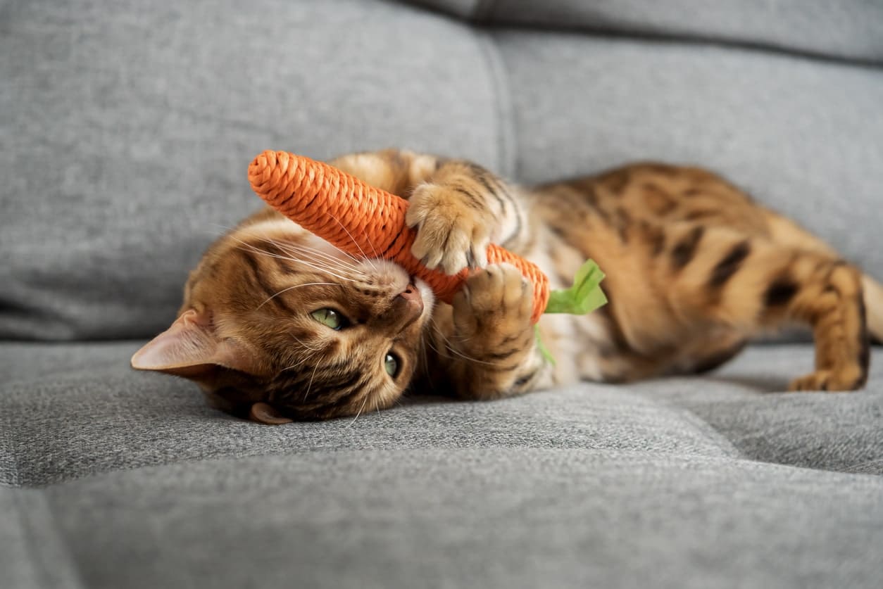 Why Cats Bite & How to Stop Them: 7 Tips for Preventing Cat Bites