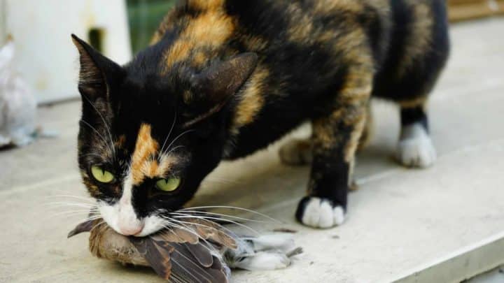 Cat Bringing Dead Animals: Causes, Problems & Solutions
