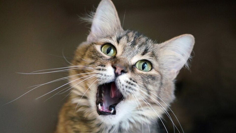 Your Cat s Broken Tooth Symptoms Causes Treatments And Costs Your Cat s Broken Tooth Symptoms Causes Treatments And Costs